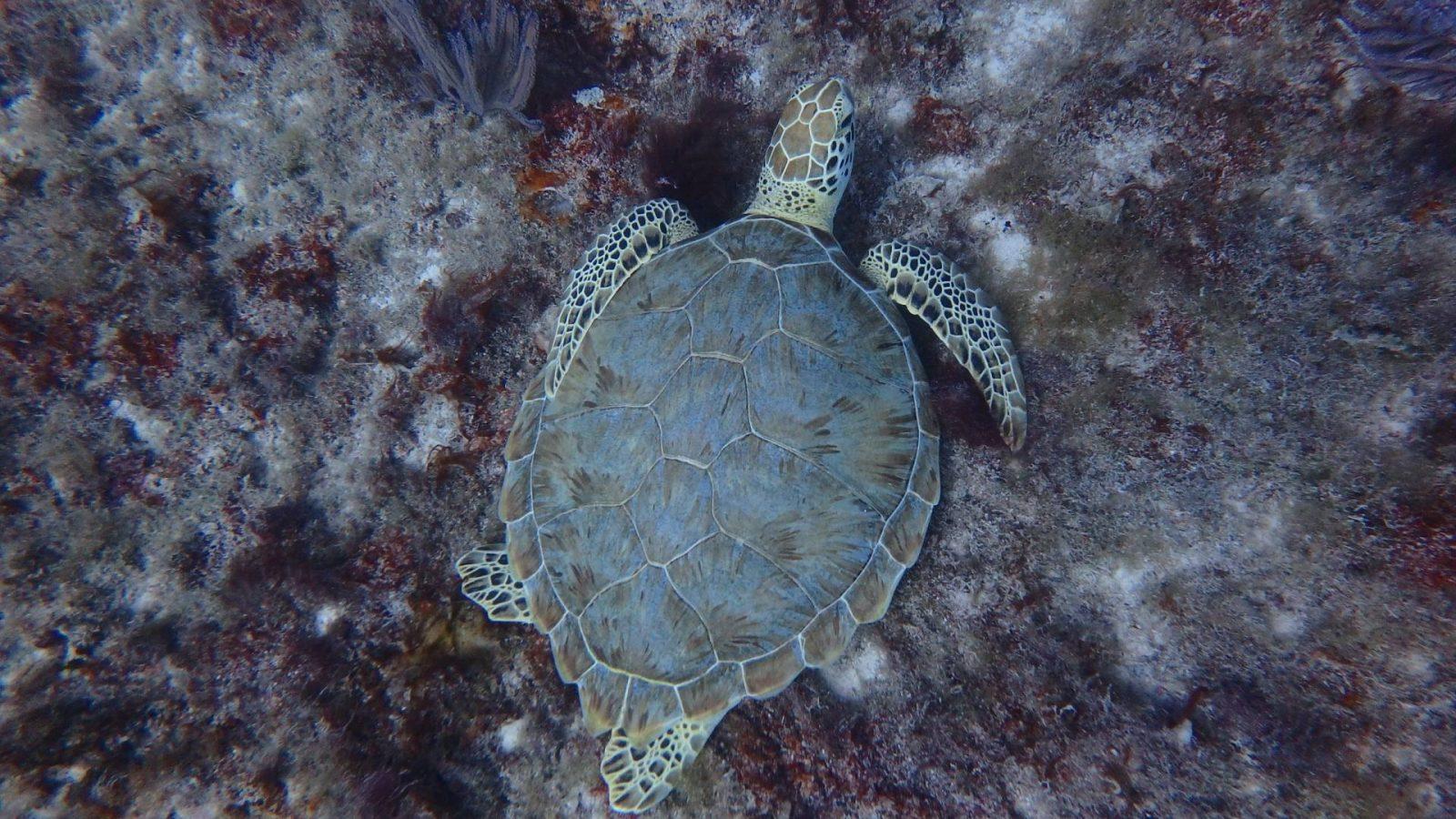 Seabob Aruba: Exploring Shipwrecks and Swimming with Sea Turtles on One ...