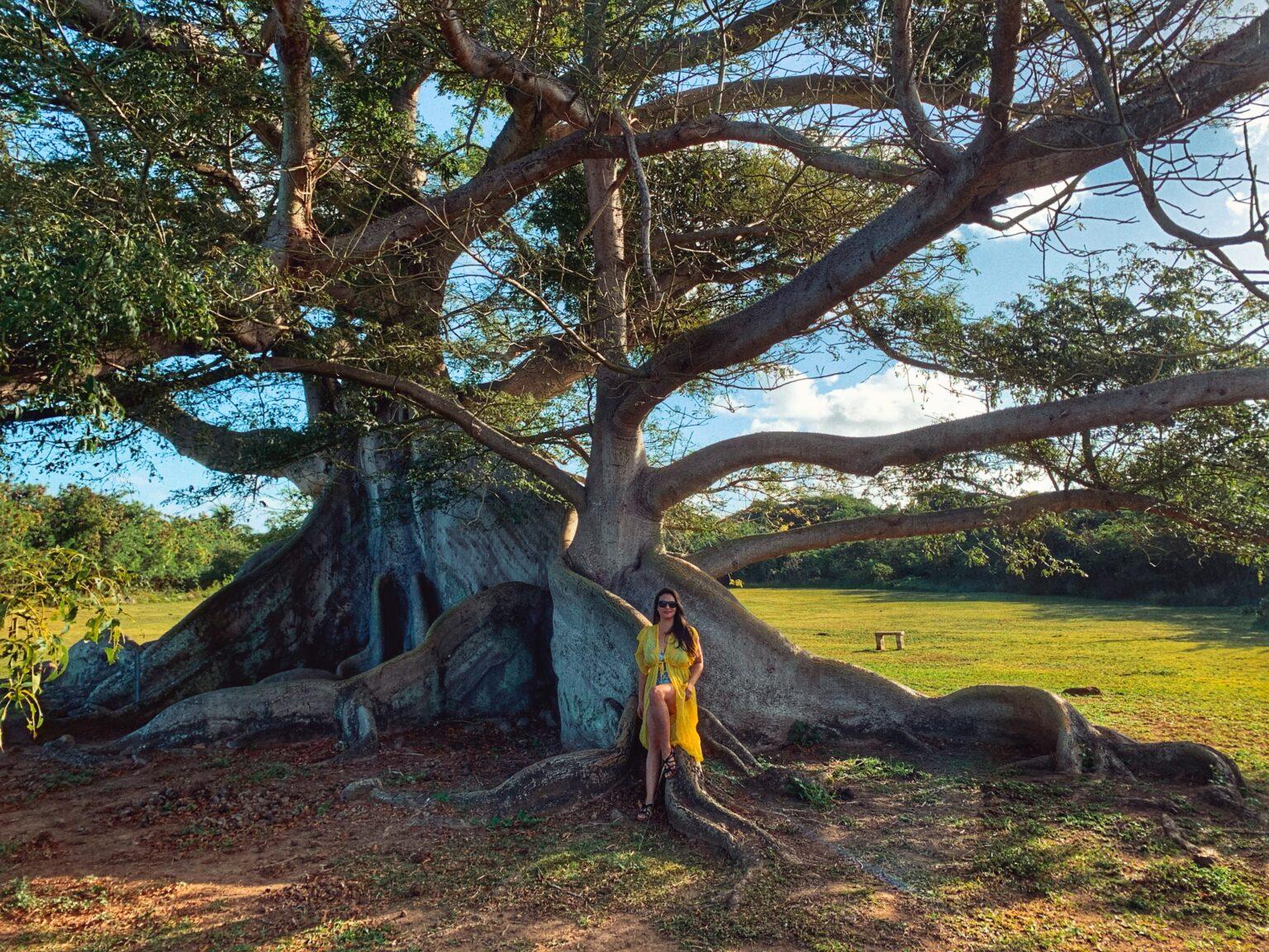 12 Fun Things to do in Vieques, Puerto Rico On Your Next Visit