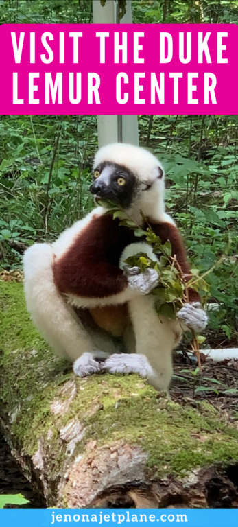 Visiting the Duke Lemur Center in Durham, North Carolina: A First ...
