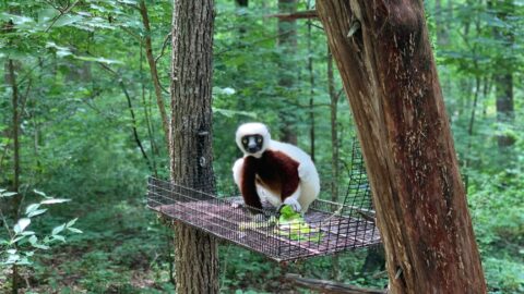 Visiting the Duke Lemur Center in Durham, North Carolina: A First ...