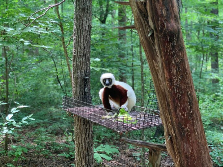 Visiting the Duke Lemur Center in Durham, North Carolina: A First ...