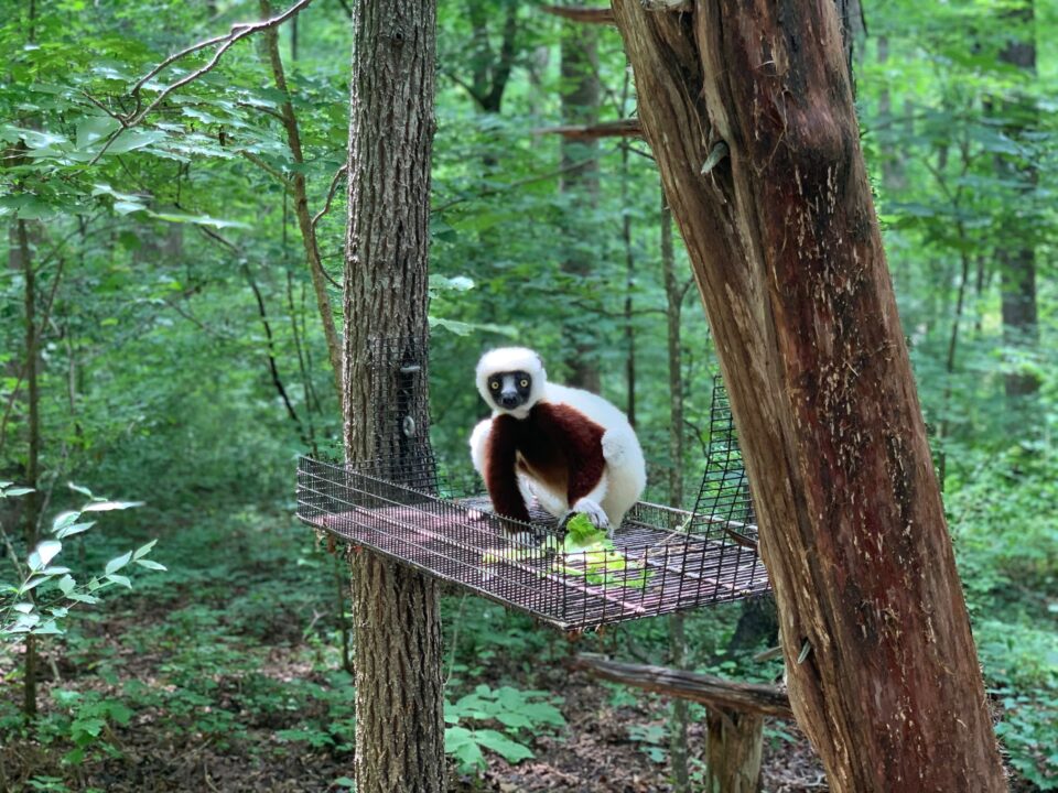 Visiting the Duke Lemur Center in Durham, North Carolina: A First ...