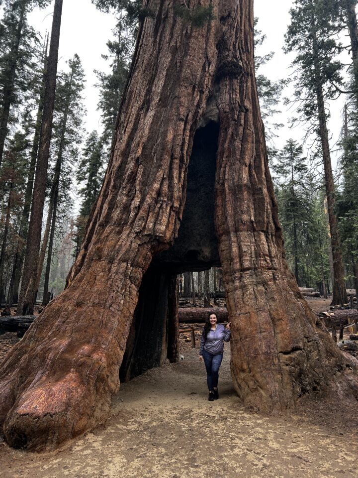 How to Visit Mariposa Grove in Yosemite National Park, Home of the ...