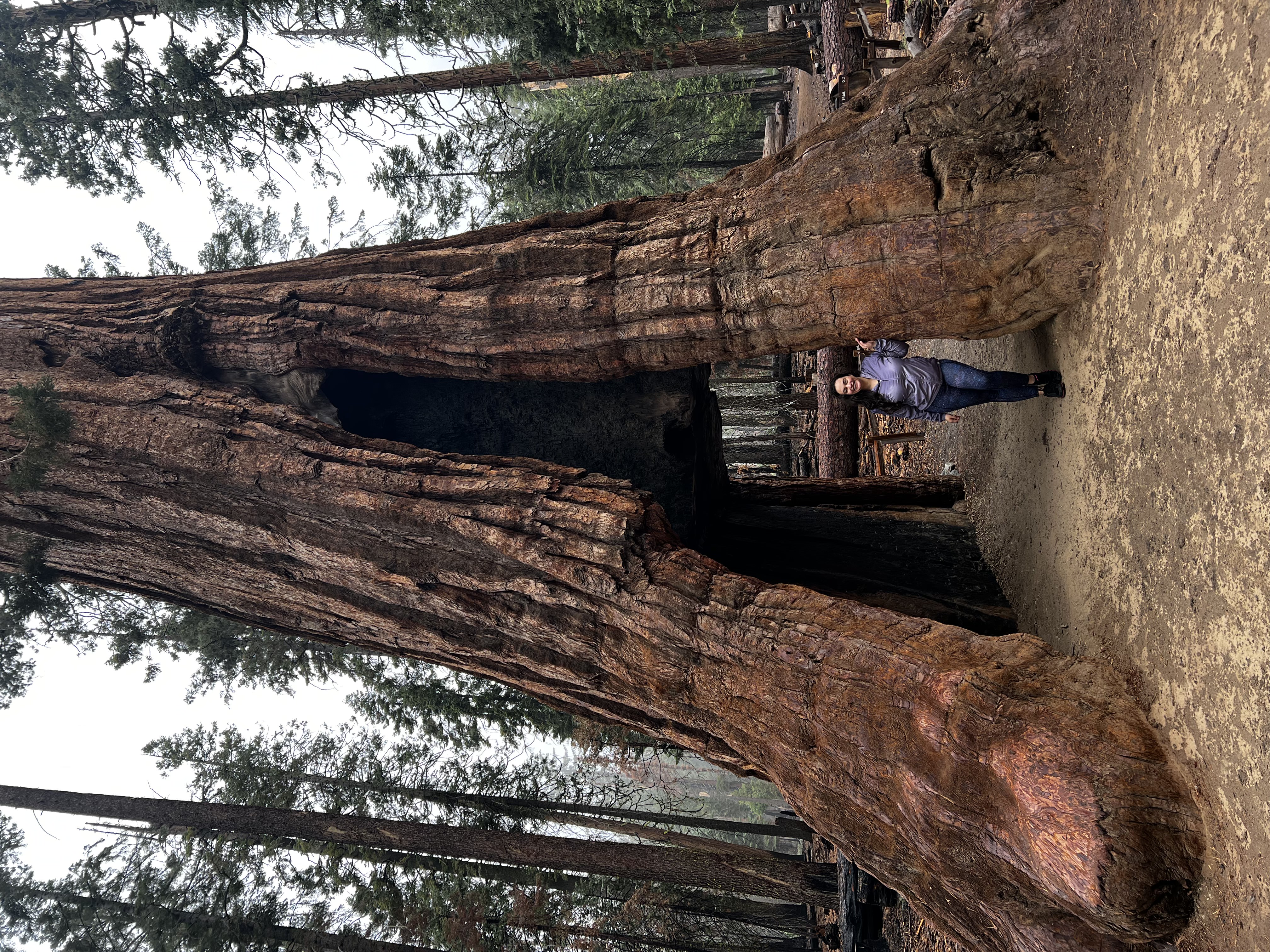 How to Visit Mariposa Grove in Yosemite National Park, Home of the ...