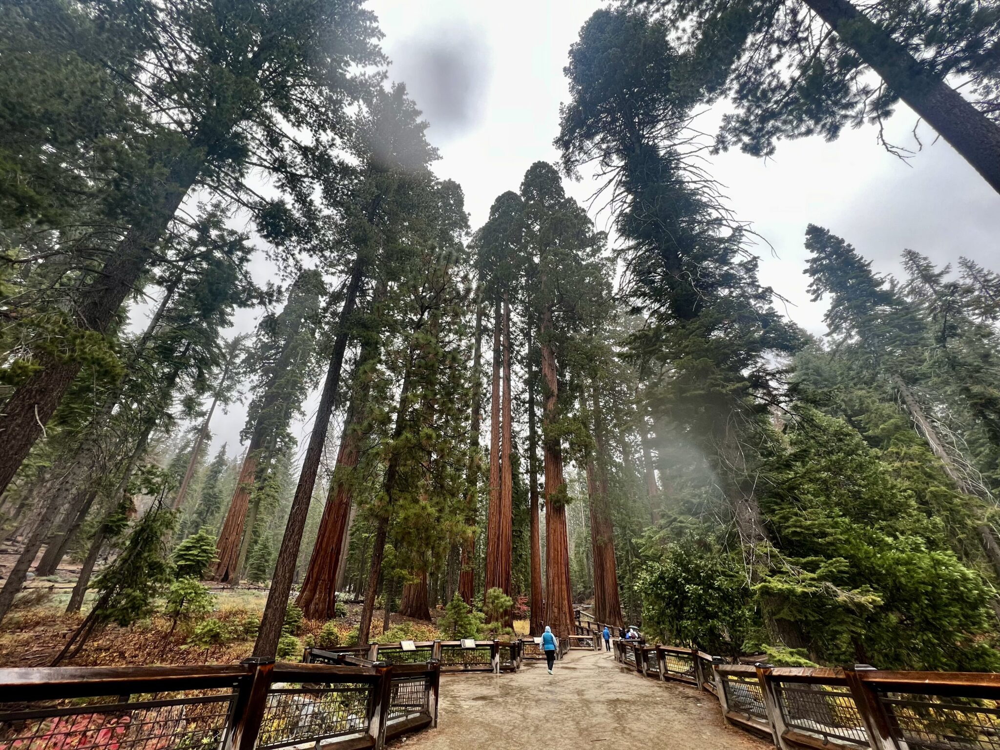 How to Visit Mariposa Grove in Yosemite National Park, Home of the ...