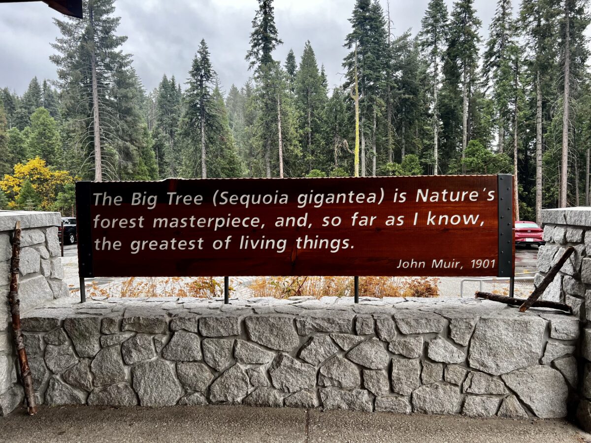 How to Visit Mariposa Grove in Yosemite National Park, Home of the ...