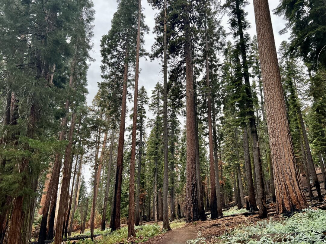 How to Visit Mariposa Grove in Yosemite National Park, Home of the ...
