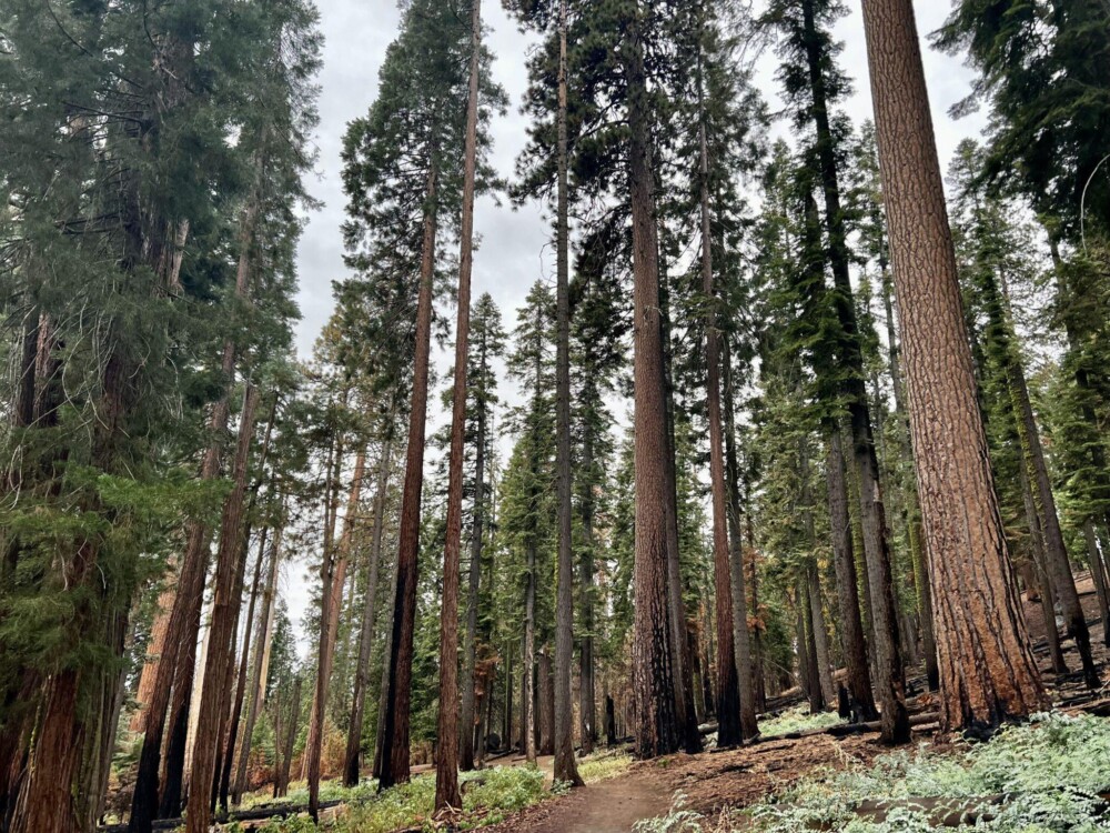 How to Visit Mariposa Grove in Yosemite National Park, Home of the ...