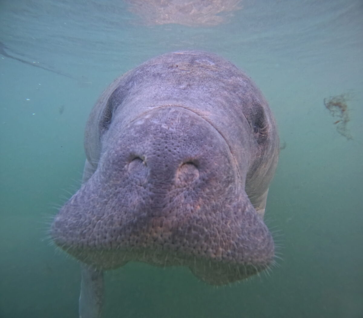 How to Swim with Manatees in Crystal River, Florida: A Moon Guides ...